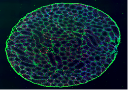 SVA | Single Vesicle Atlas