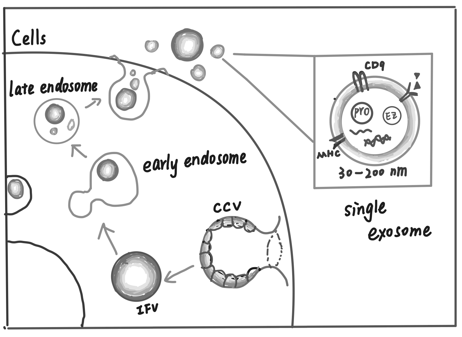 SVA | Single Vesicle Atlas